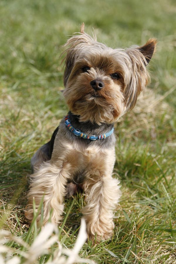 Cute yorkshire terrier stock photo. Image of cute, adorable - 52801024