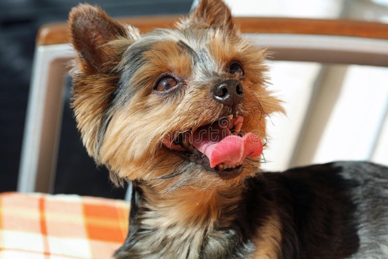 Cute Yorkshire Terrier stock image. Image of purebred - 76839889
