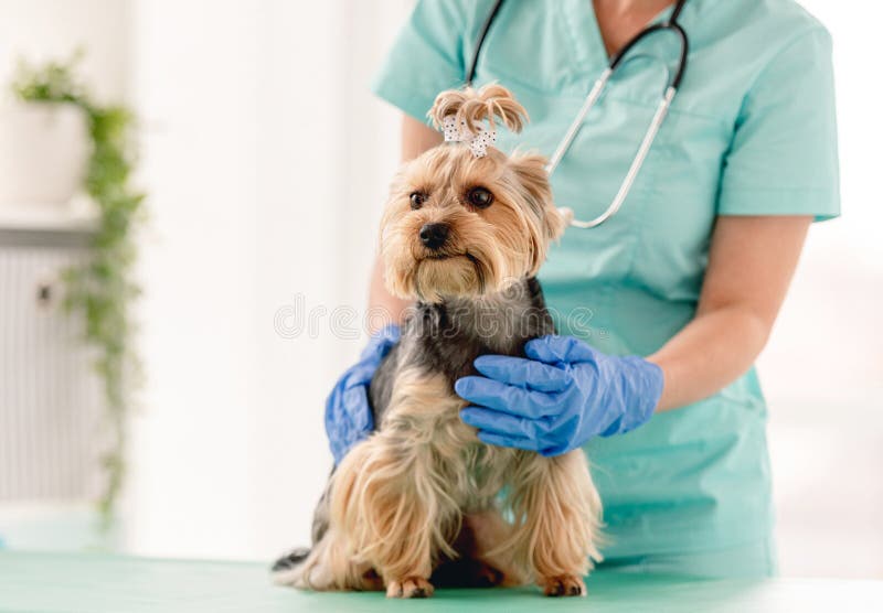 Cute Yorkshire Terrier in Veterinary Clinic Stock Image - Image of ...