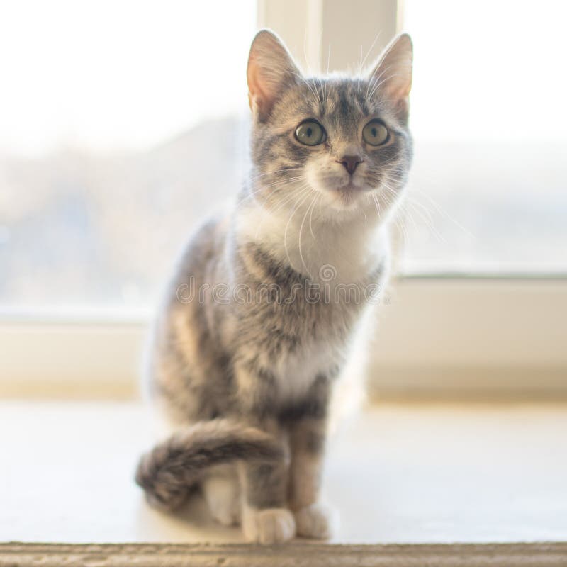 Cute Young Ashy Kitty Sits on a Sunny Windowsill Stock Photo - Image of ...
