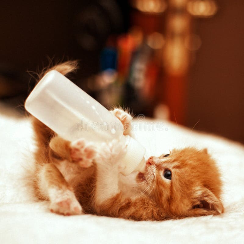 Cute Young Baby Red Kitten Feeding from a Bottle Stock Photo - Image of ... Cute Young Baby Red Kitten Feeding from a Bottle Stock Photo - Image of ...