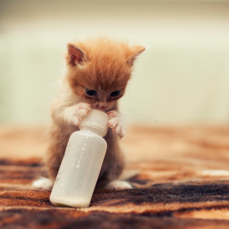 Cute Young Baby Red Kitten Feeding from a Bottle Stock Photo - Image of ... Cute Young Baby Red Kitten Feeding from a Bottle Stock Photo - Image of ...