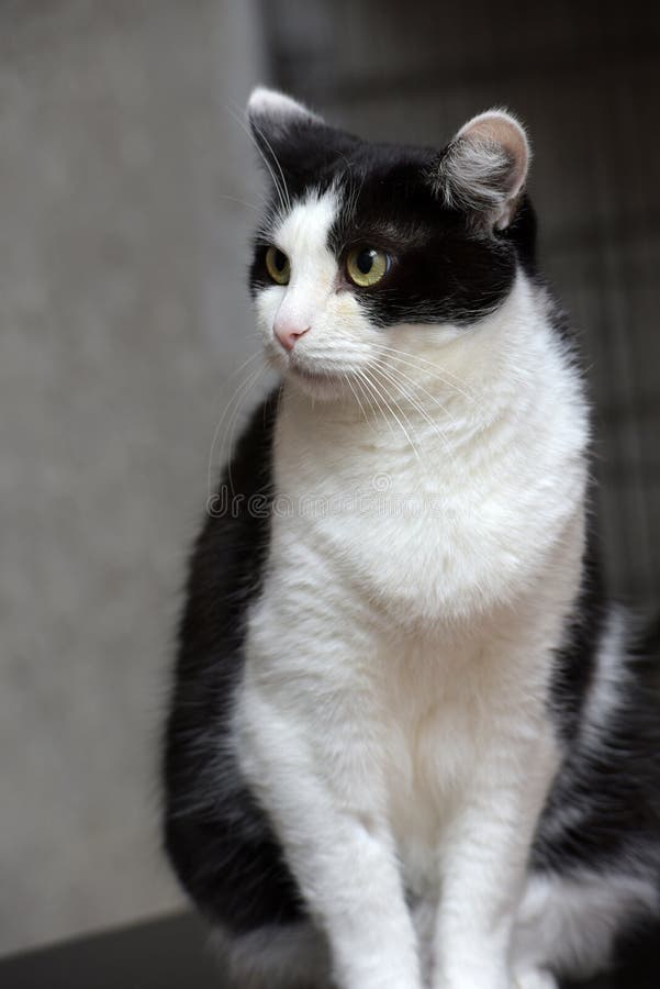 Cute Young Black with White Cat Stock Photo - Image of pets, kitty ...