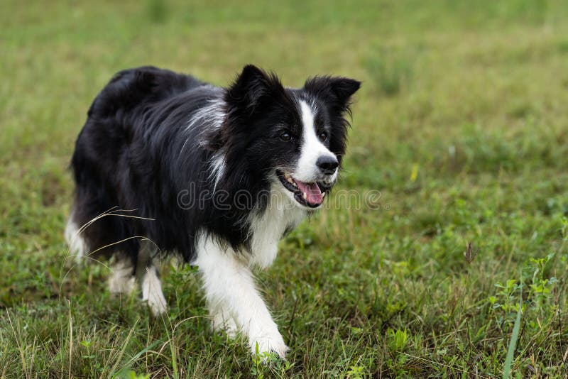 Border Collie Portrait on a Green Field Stock Photo - Image of portrait ...