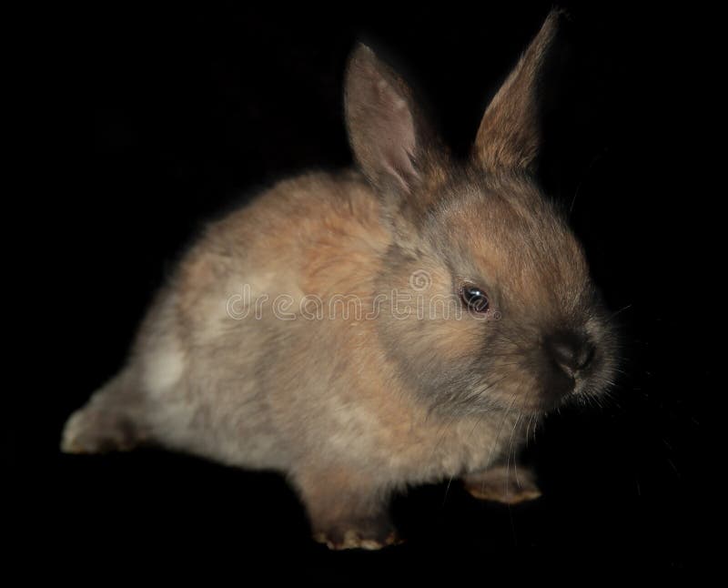 Cute Young Brown Rabbit on Black Background Stock Image - Image of ears ...