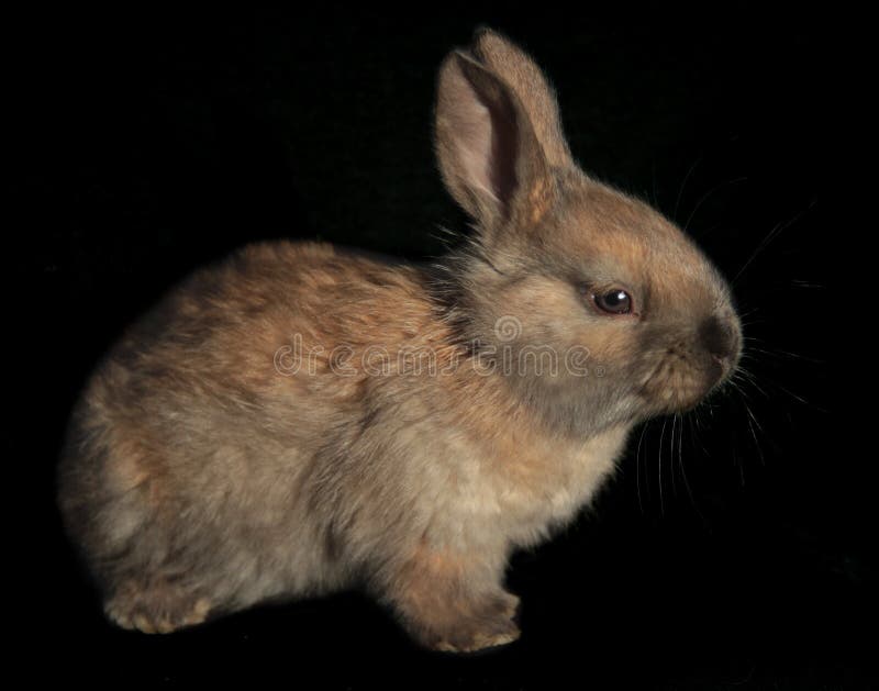 Cute Young Brown Rabbit on Black Background Stock Image - Image of ears ...