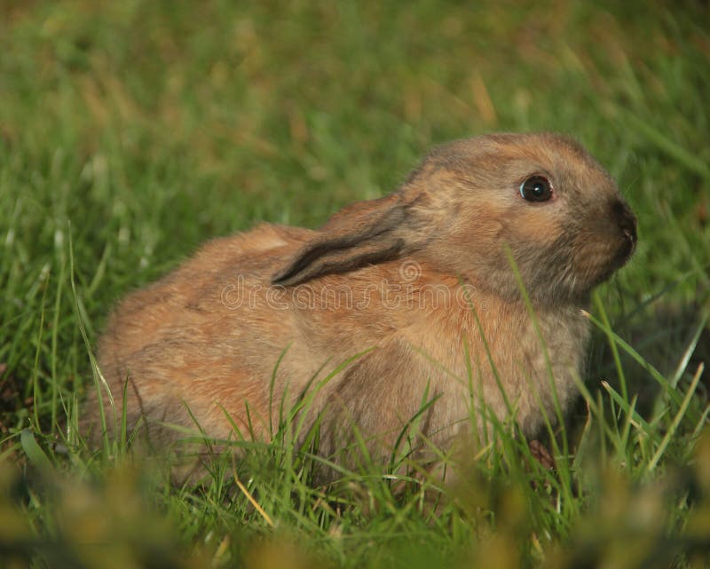 Cute Young Brown Rabbit in the Grass Stock Photo - Image of rabbit ...