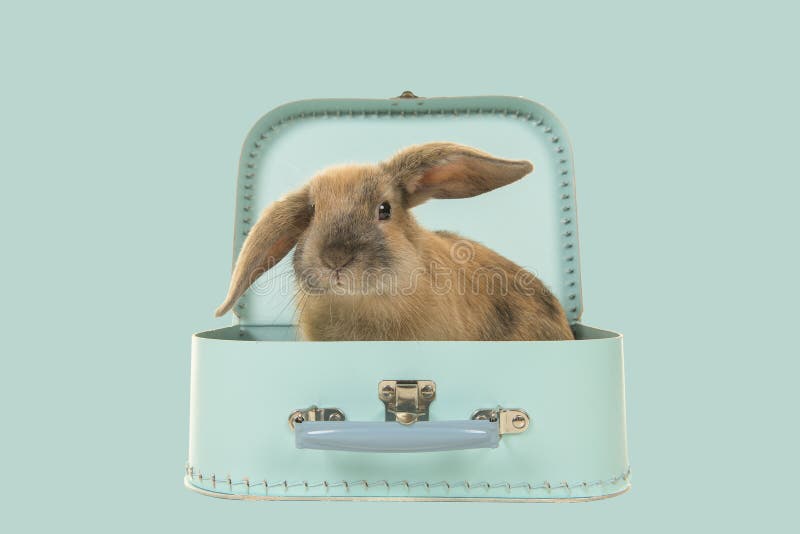 Cute Young Brown Rabbit Sitting In A Turquoise Blue Suitcase On Stock ...