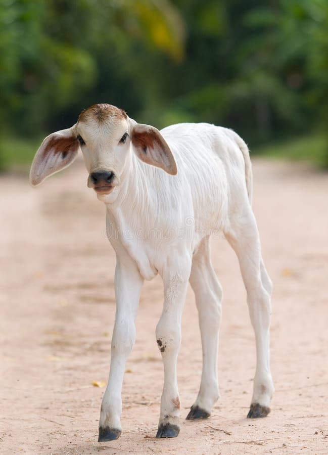 Cute, Young Calf with Big Ears Stock Image - Image of baby, asian: 16682219