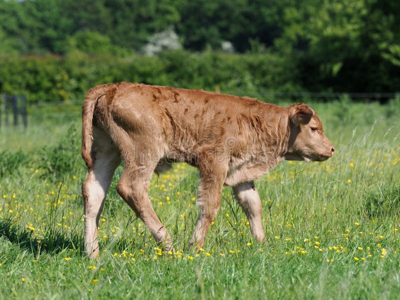 Cute Calf stock photo. Image of cattle, calf, mammal - 138764164