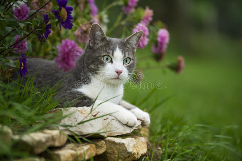 Cute Young Cat between Flowers Stock Image - Image of animal, summer ...