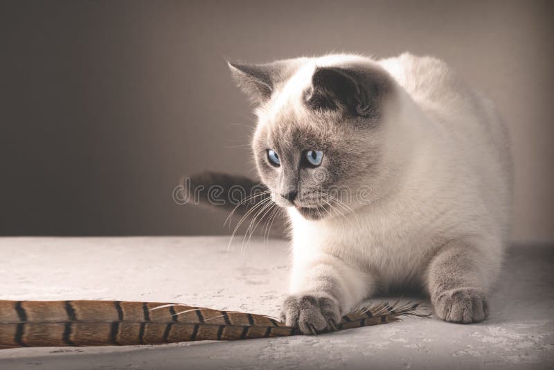 Cute Young Cat with Gambling Eyes Playing with a Feather Stock Image ...