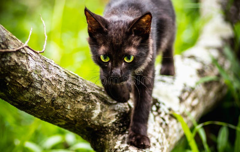 Cute Young Cat Walking on a Fallen Tree Trunk Like a True Predator ...