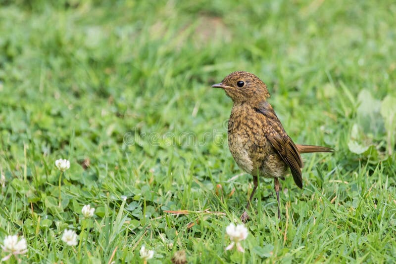 Cute Young Common Blackbird in the Grass Stock Photo - Image of feather ...