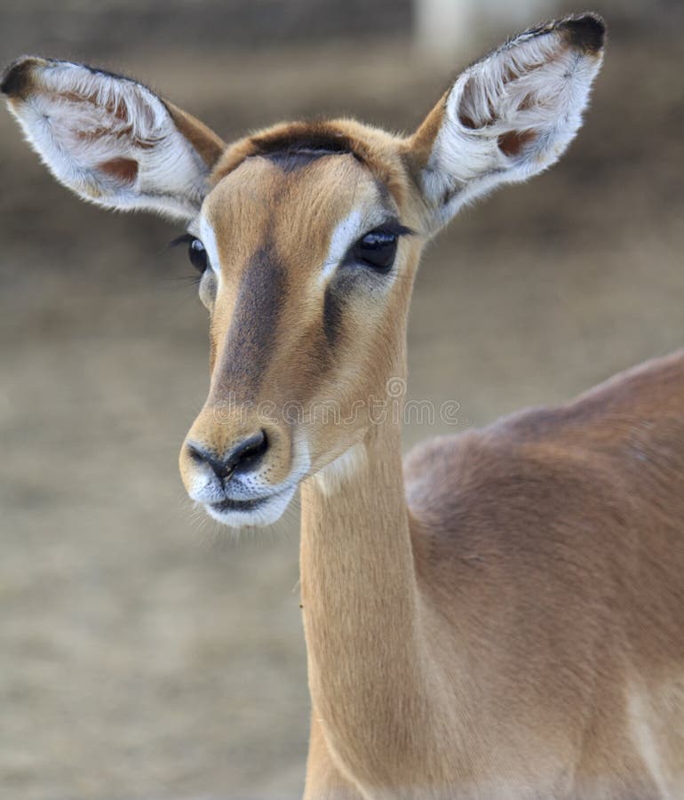 Cute young deer stock image. Image of brown, wild, deer - 21589397