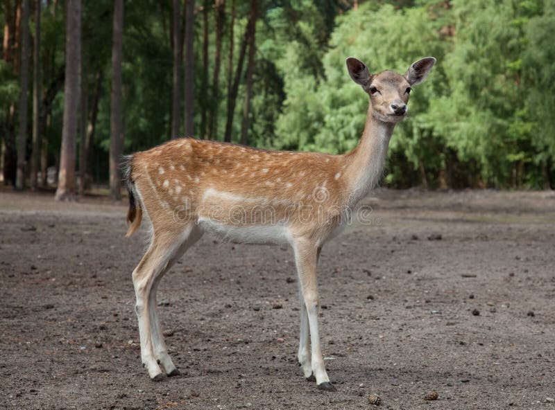 Cute Young Deer in the Forest Stock Image - Image of alert, animal ...