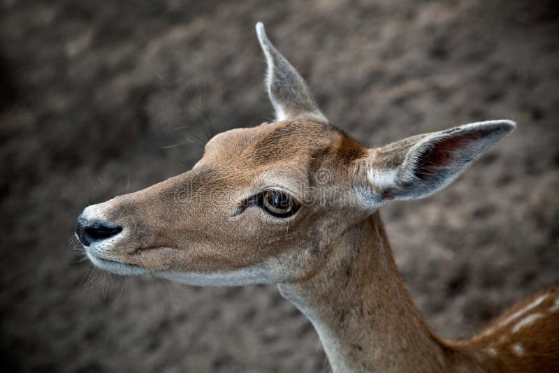 Cute Young Deer in the Forest Stock Image - Image of careful, innocent ...