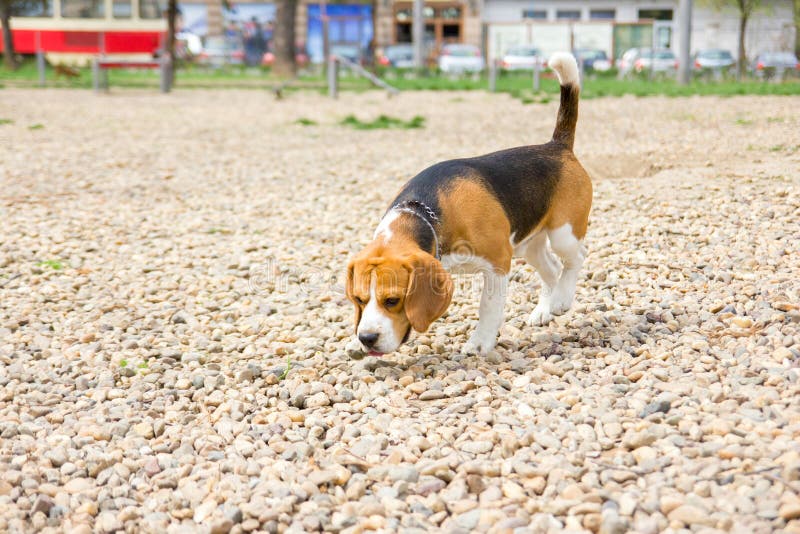 Cute Young Dog Beagle Sniffing Stock Photo - Image of breed ...