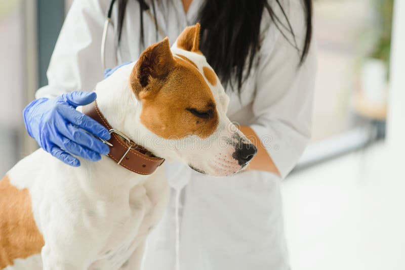 Cute Young Dog in Veterinarian Hands. Stock Photo - Image of medicine ...