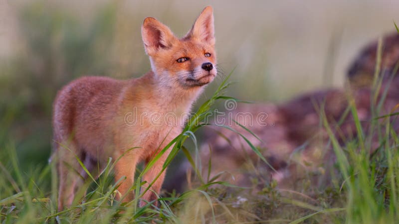 Cute Young Fox Cub Near the Burrow. Vulpes Vulpes Stock Image - Image ...