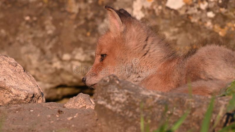 Cute Young Fox Cub Near the Burrow. Vulpes Vulpes Stock Video - Video ...