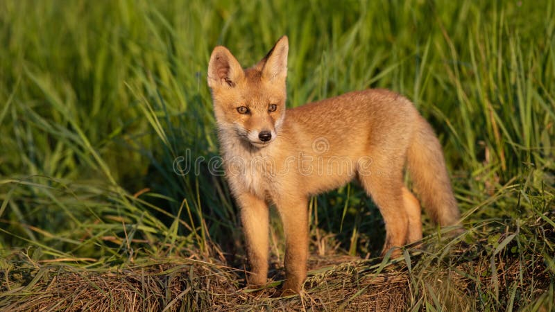 Cute Young Fox Cub. Vulpes Vulpes Stock Image - Image of forest, cute ...