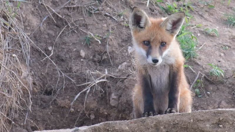 Cute Young Fox Cubs Near the Burrow. Vulpes Vulpes Stock Footage ...
