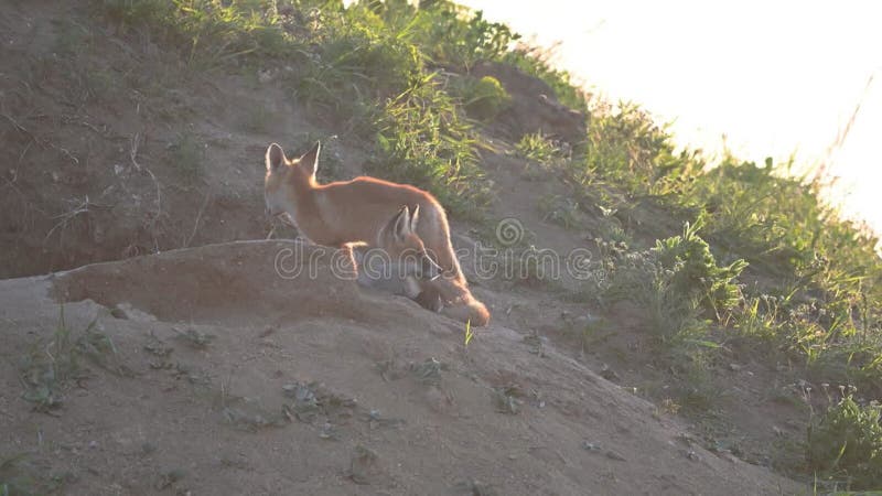 Cute Young Fox Cubs Near the Burrow. Vulpes Vulpes Stock Footage ...