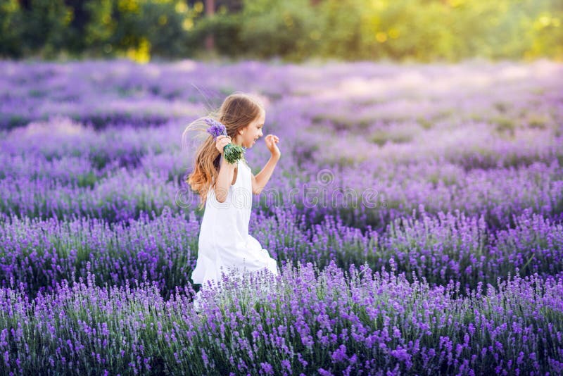 Cute Young Girl Collects Lavender Stock Photo - Image of lavender ...