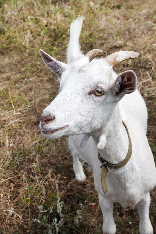 Cute Young Goat Looking Straight Towards the Frame Stock Image - Image ...