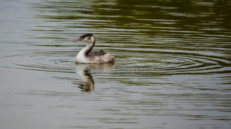 Cute Young Great Crested Grebe on Wavy Lake Stock Photo - Image of beak ...