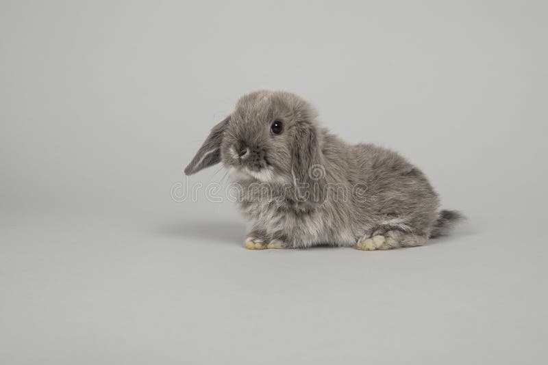 Grey Baby Bunny