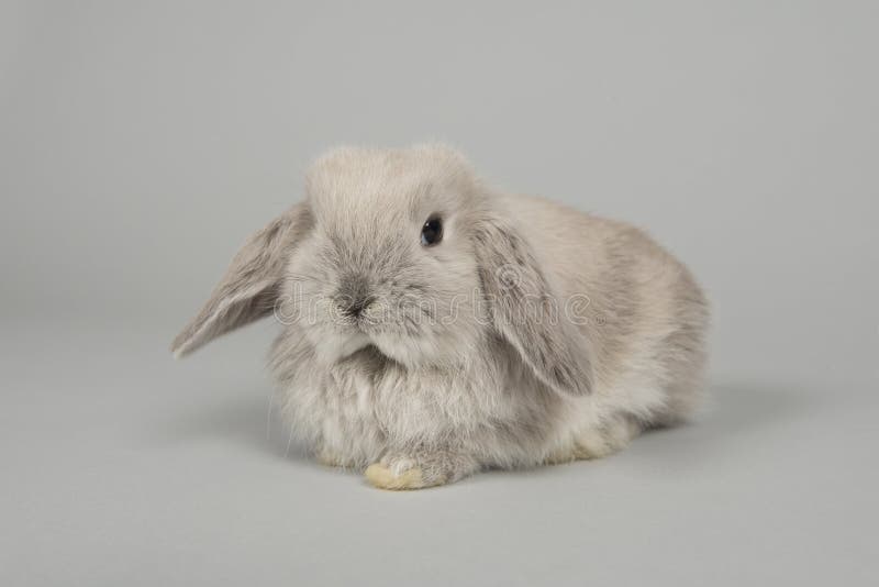 Grey Bunny Lying Down Picture. Image: 2735550