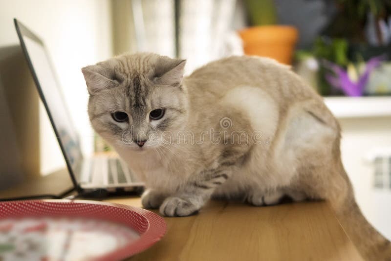 Cute Young Grey Cat is on Table with Notebook Stock Photo - Image of ...