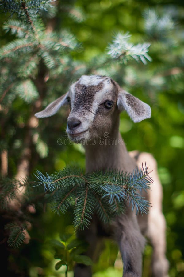 Cute Young Grey Goatling in a Garden Stock Photo - Image of infant ...