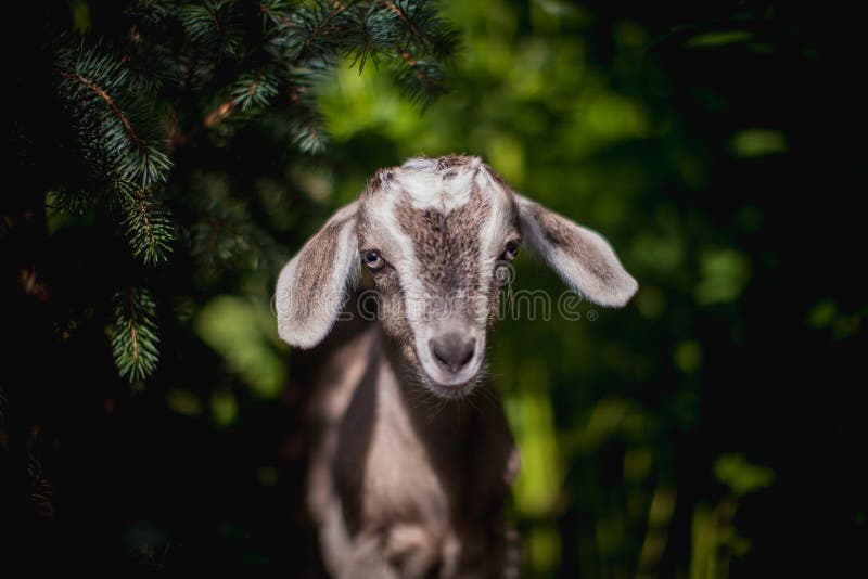 Cute Young Grey Goatling in a Garden Stock Photo - Image of farming ...
