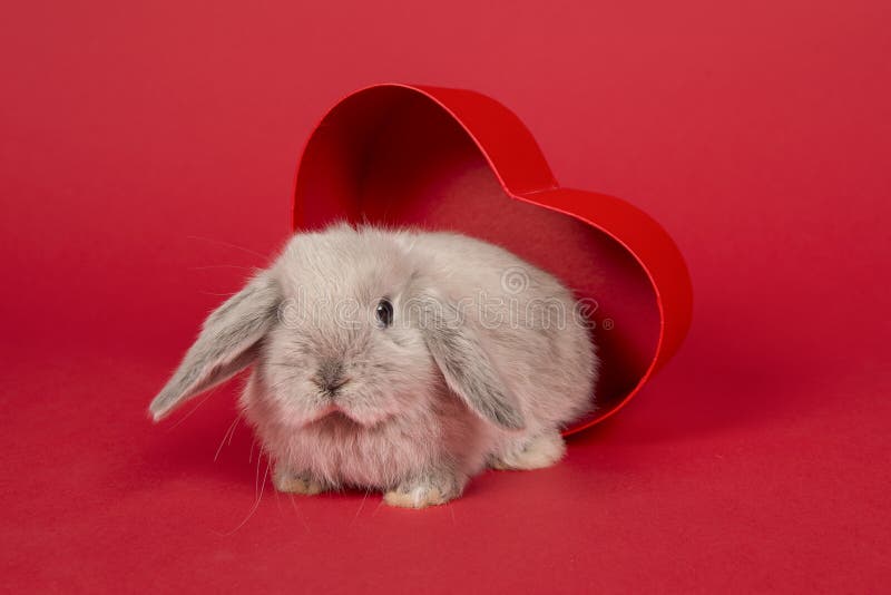 Rabbit Heart Stock Images - Download 2,026 Royalty Free Photos
