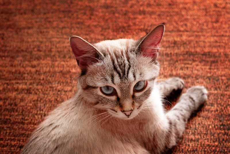 Cute Young Kitten Looking at the Camera Stock Image - Image of ...