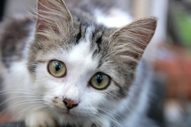 A Cute Young Kitten, Sitting on the Ground with Sharp Eyes Looking at ...