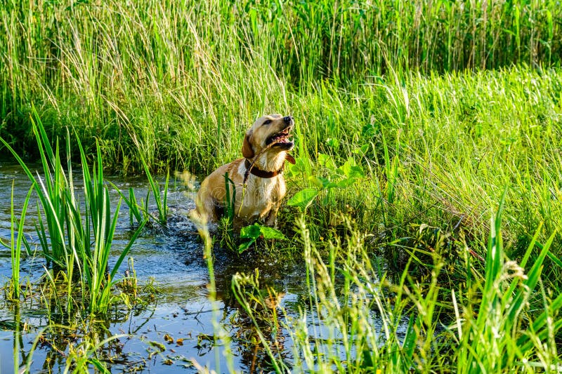 Cute Young Labrador Retriever Dog in the Marsh Stock Image - Image of ...