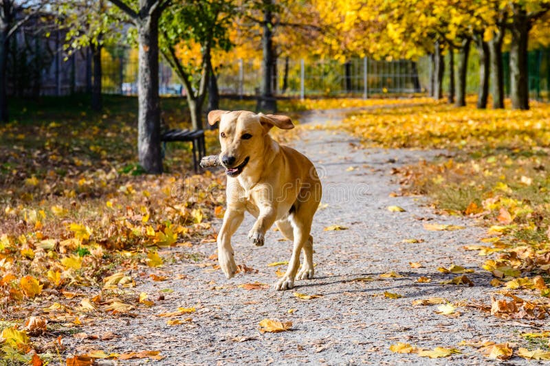 Cute Young Labrador Retriever Dog in a Park on Autumn Stock Image ...