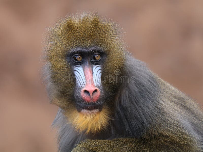 Cute young mandrill stock photo. Image of endangered - 104992562