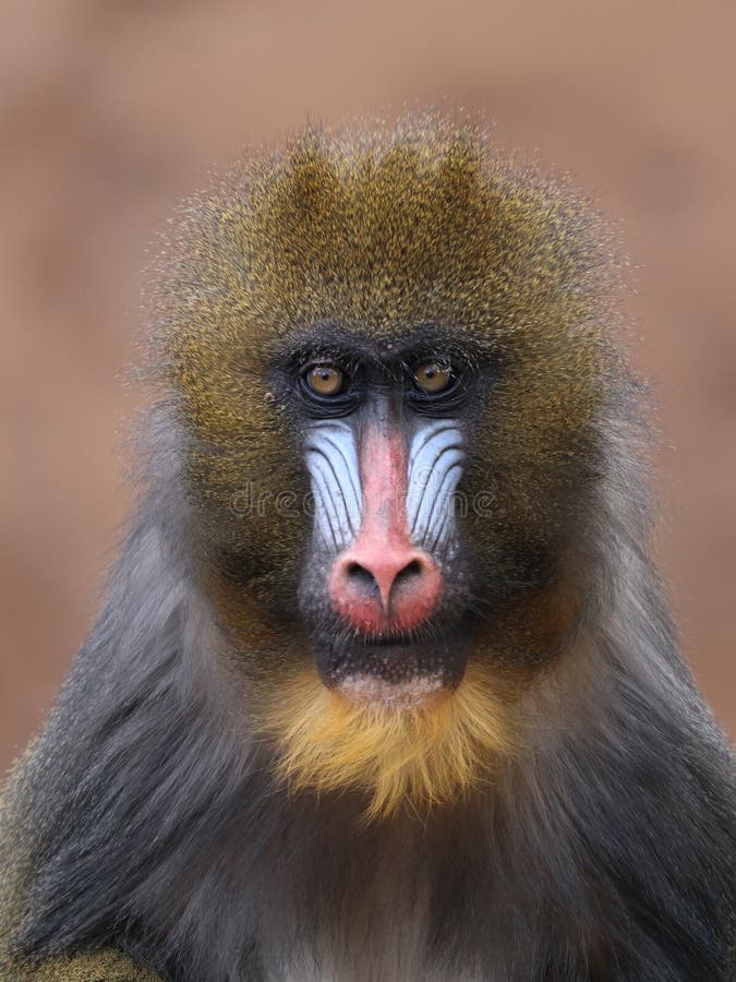 Young Mandrill Monkey Walking Under a Wood Log Stock Photo - Image of ...