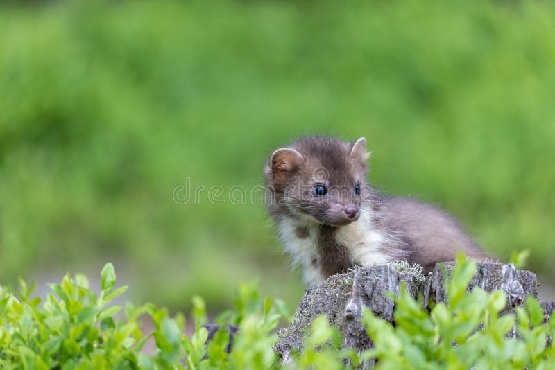 Cute Young Marten Posing in the Blueberry Stock Photo - Image of beauty ...