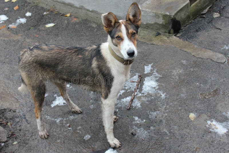 Cute Multi-colored Young Mongrel Puppy. Cute Pet Stock Image - Image of ...