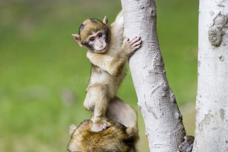 Cute young monkey stock image. Image of macaque, monkey - 3181843