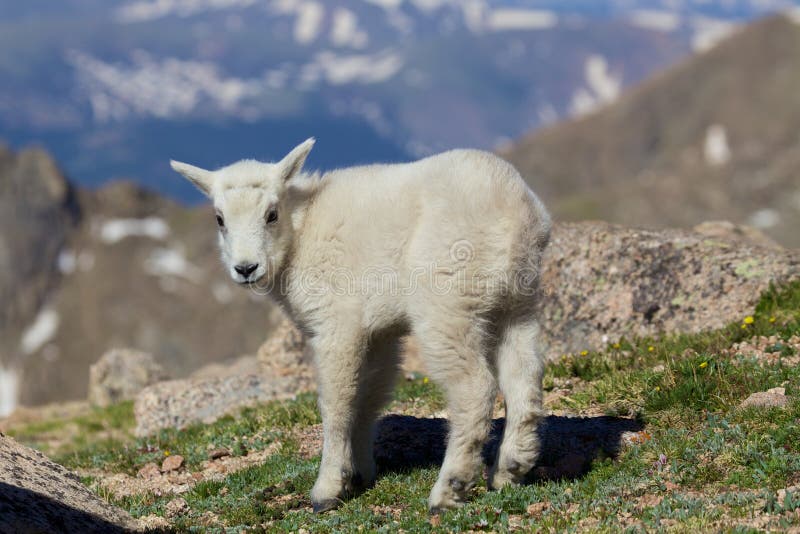 Cute Young Mountain Goat stock image. Image of wild, goat - 32070785