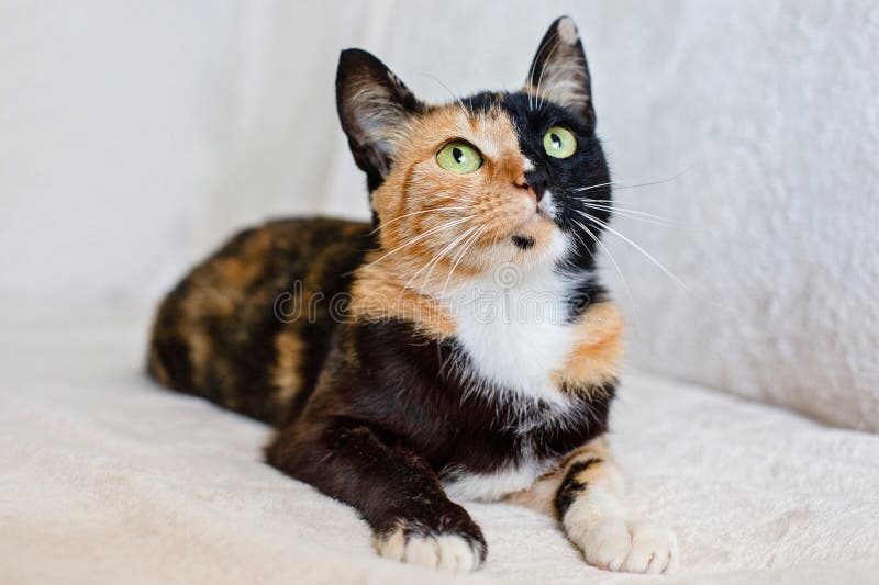 Cute Young Multi Colour Cat Looking Up and Sitting on Comfortable Sofa ...