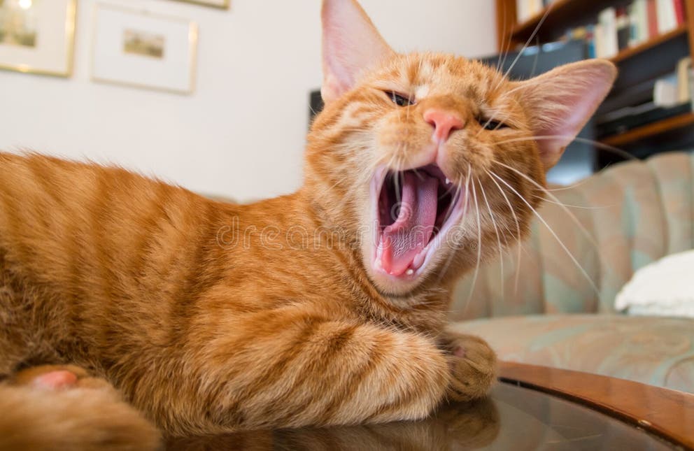 Cute Young Orange Cat Yawning Stock Image - Image of yawning, domestic ...
