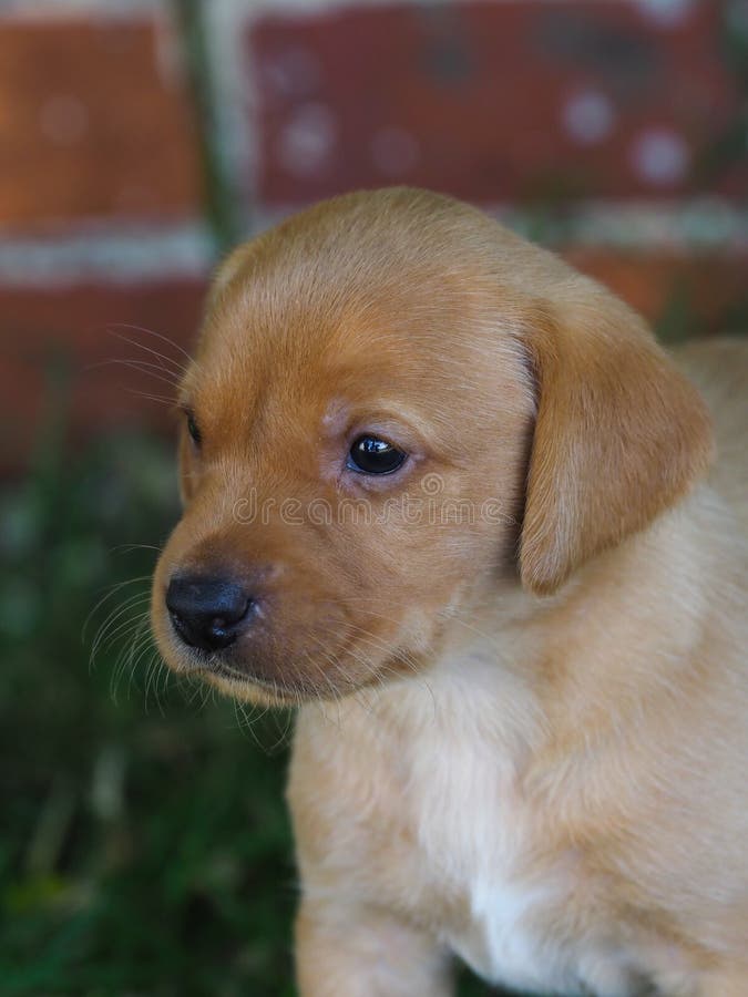 Cute Young Puppy stock photo. Image of headshot, young - 256807172